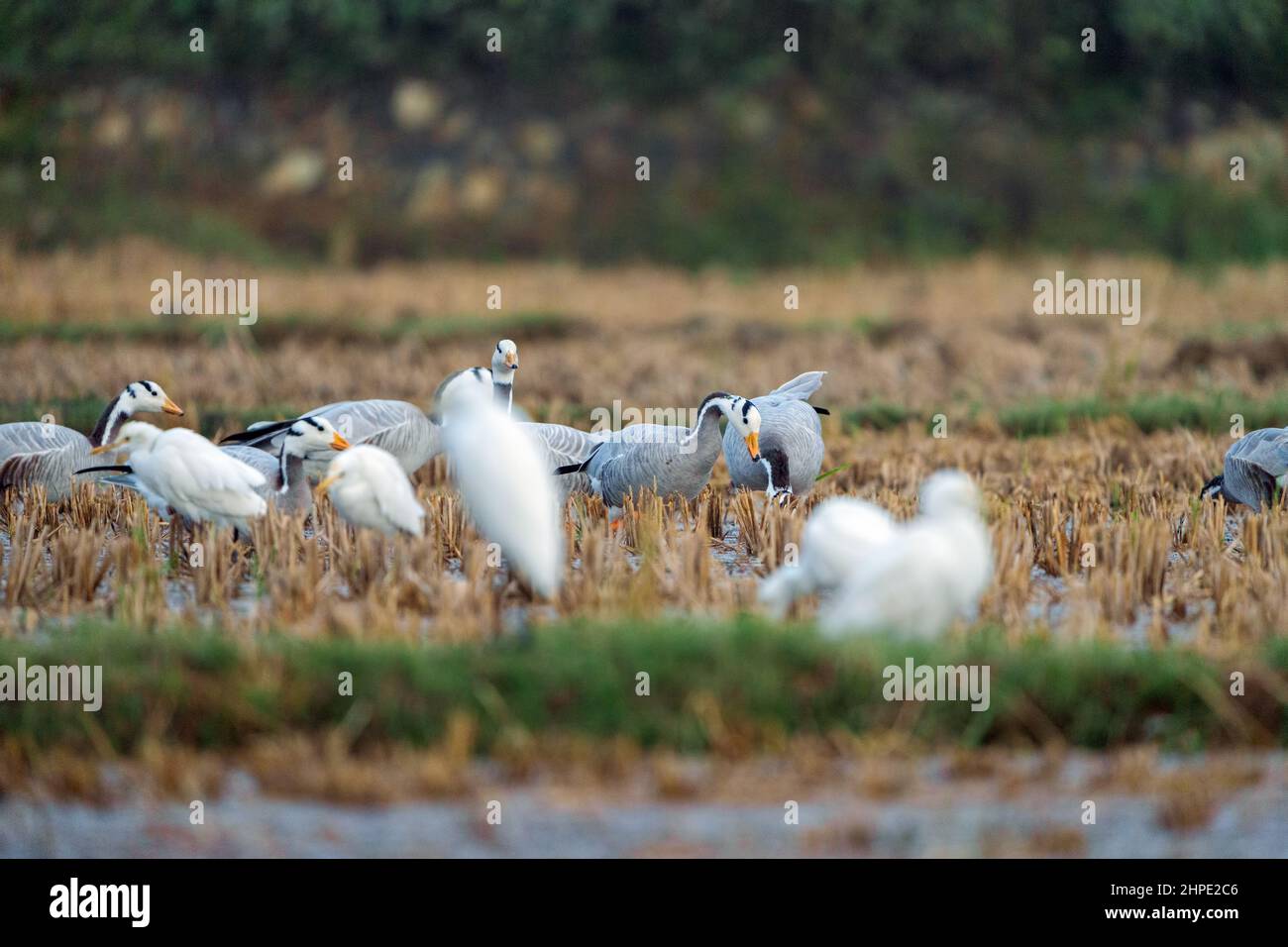 Bar Headed goose in their natural habitat. The grey colored bird is ...
