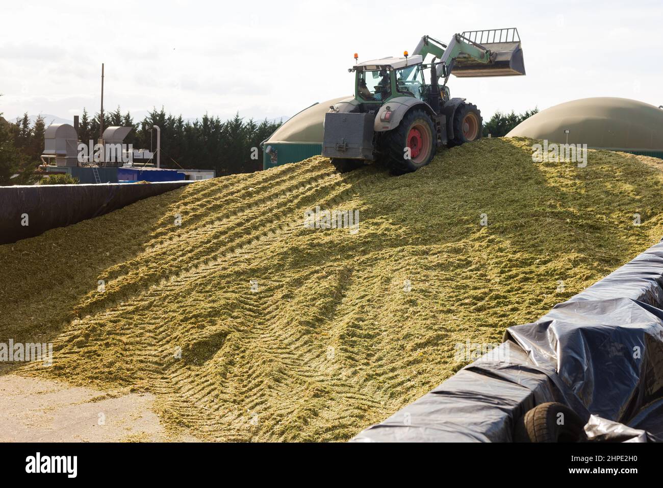Harvesting of silage Stock Photo - Alamy