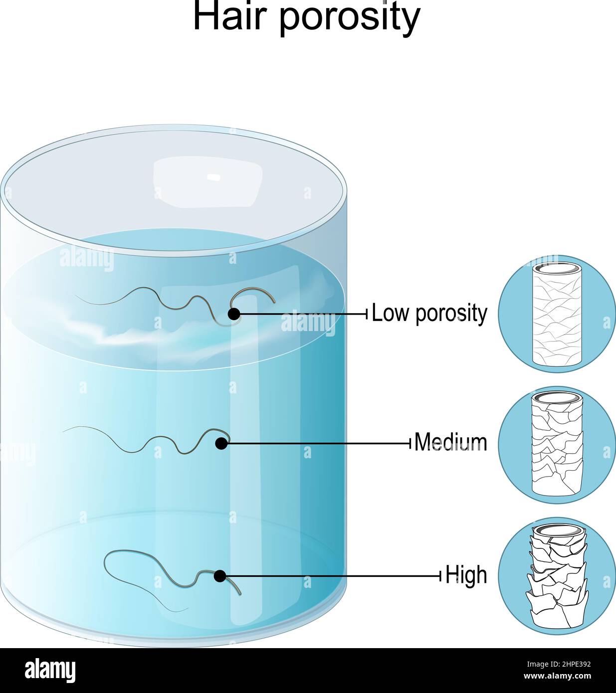 High porosity Stock Vector Images - Alamy
