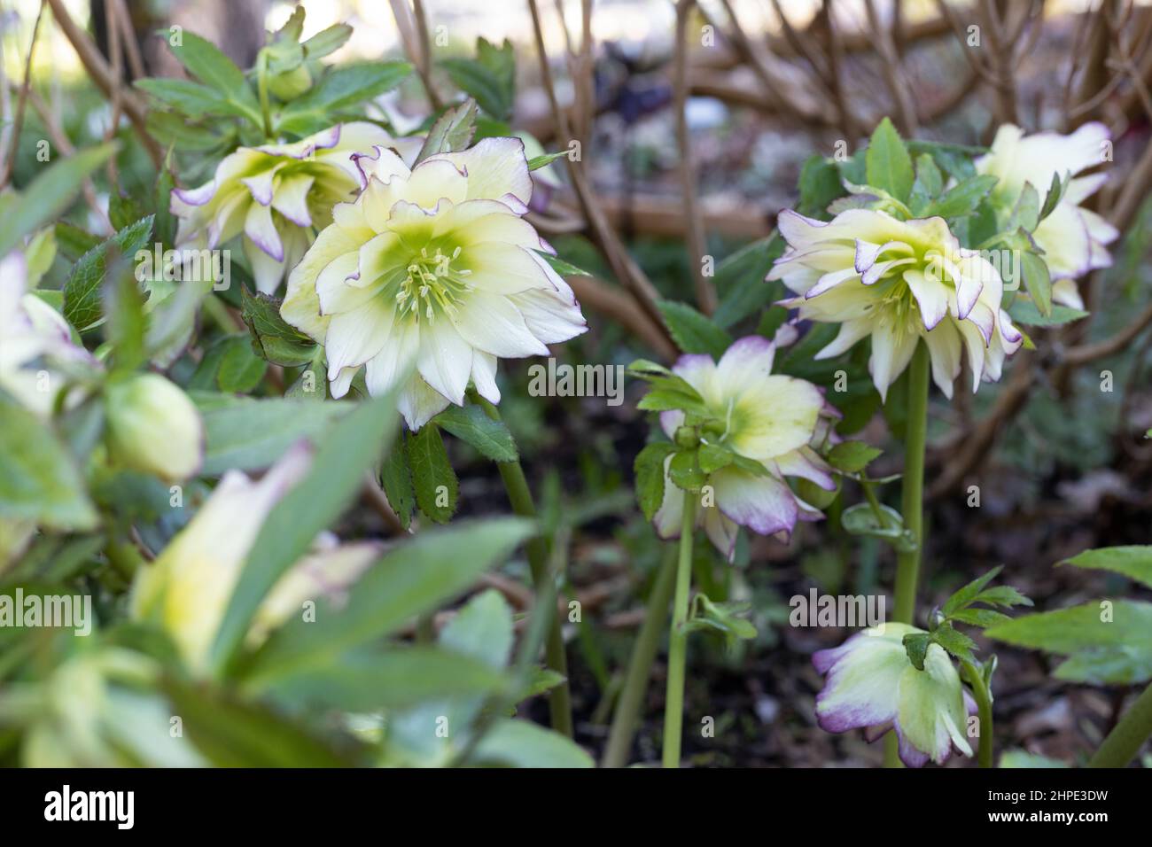 Yellow hellebore flowers hi-res stock photography and images - Alamy