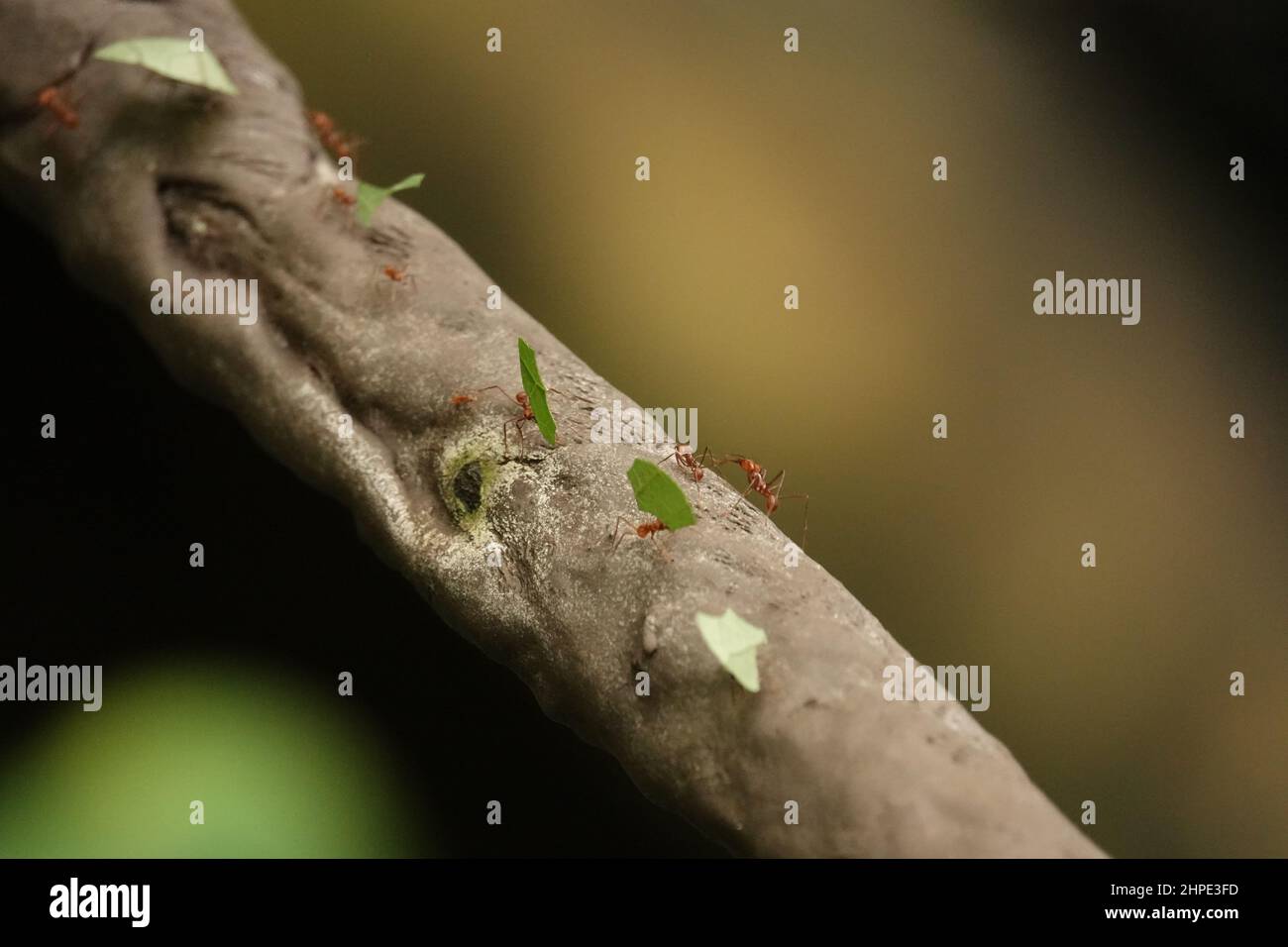 Scenery of insects on a tree Stock Photo - Alamy