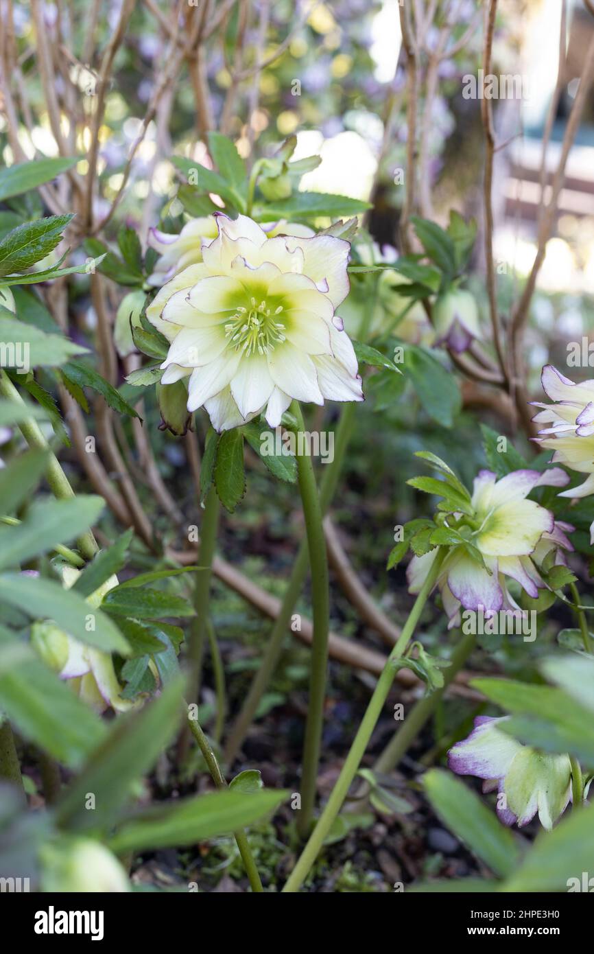 Yellow hellebore flowers hi-res stock photography and images - Alamy