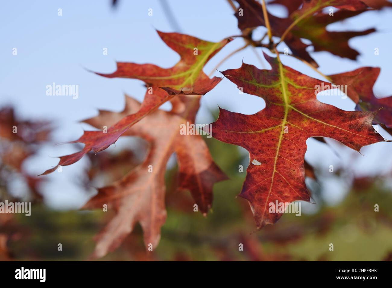 Red oak tree leaves in autumn Stock Photo - Alamy