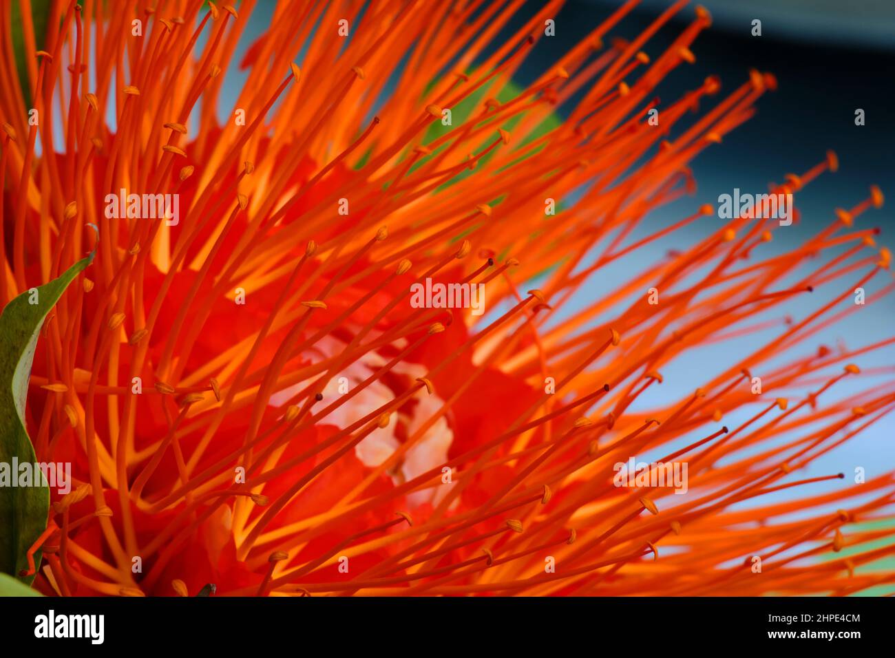 Brownea flower brownea macrophylla hi-res stock photography and images ...