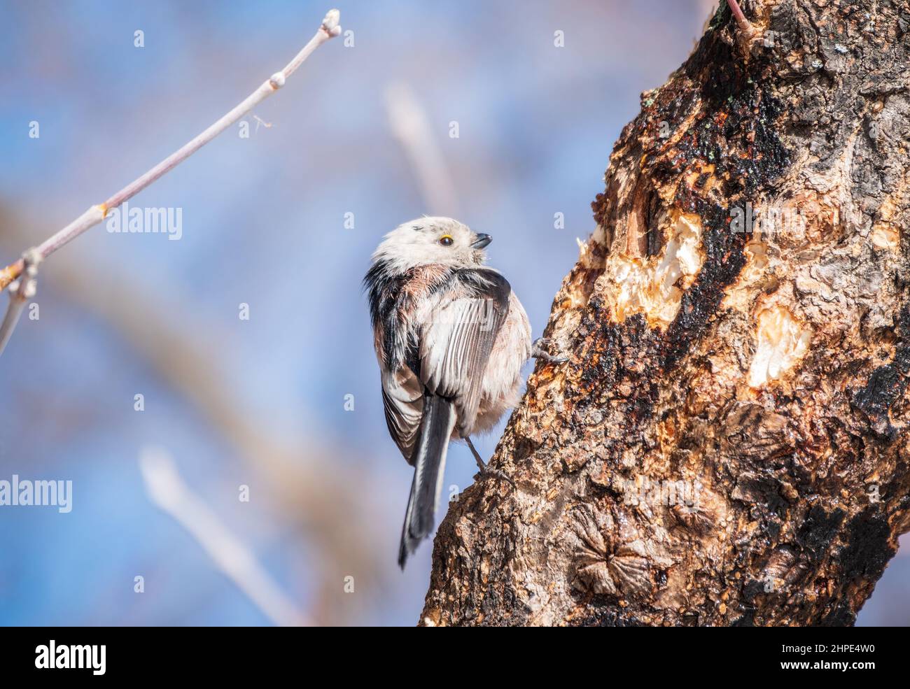 European long-tailed tit, latin name Aegithalos caudatus. A bird ...