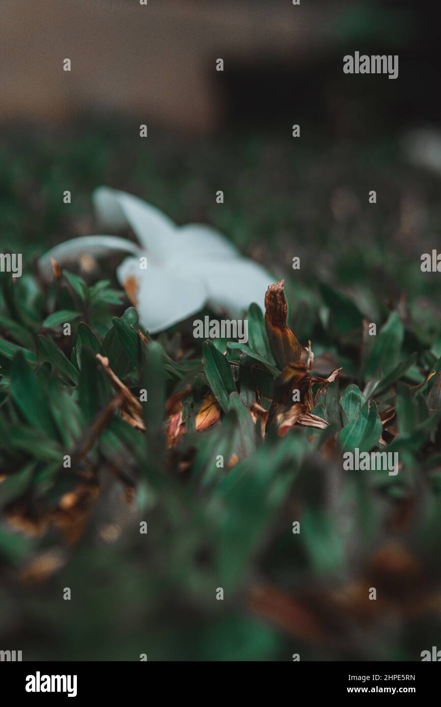 Falling plant hi-res stock photography and images - Alamy