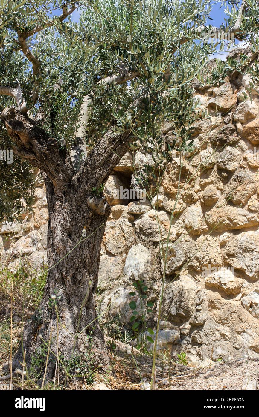 An olive tree growing in Nazareth, Israel Stock Photo - Alamy