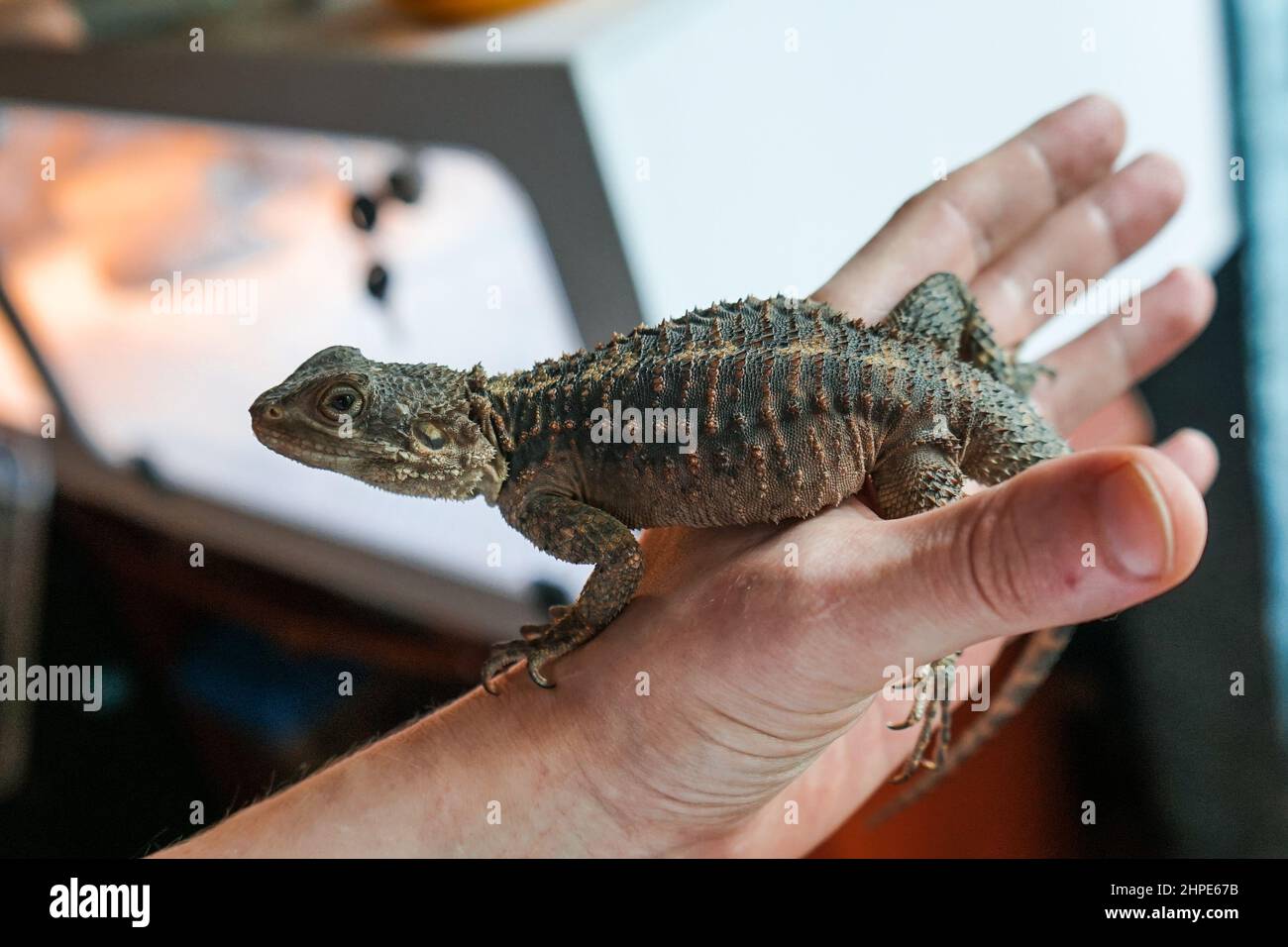 Hand of a gecko hi-res stock photography and images - Alamy