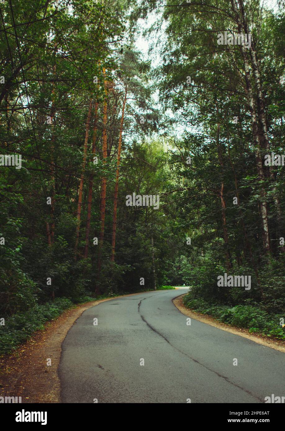 Long driving trail through a mysterious green forest Stock Photo - Alamy
