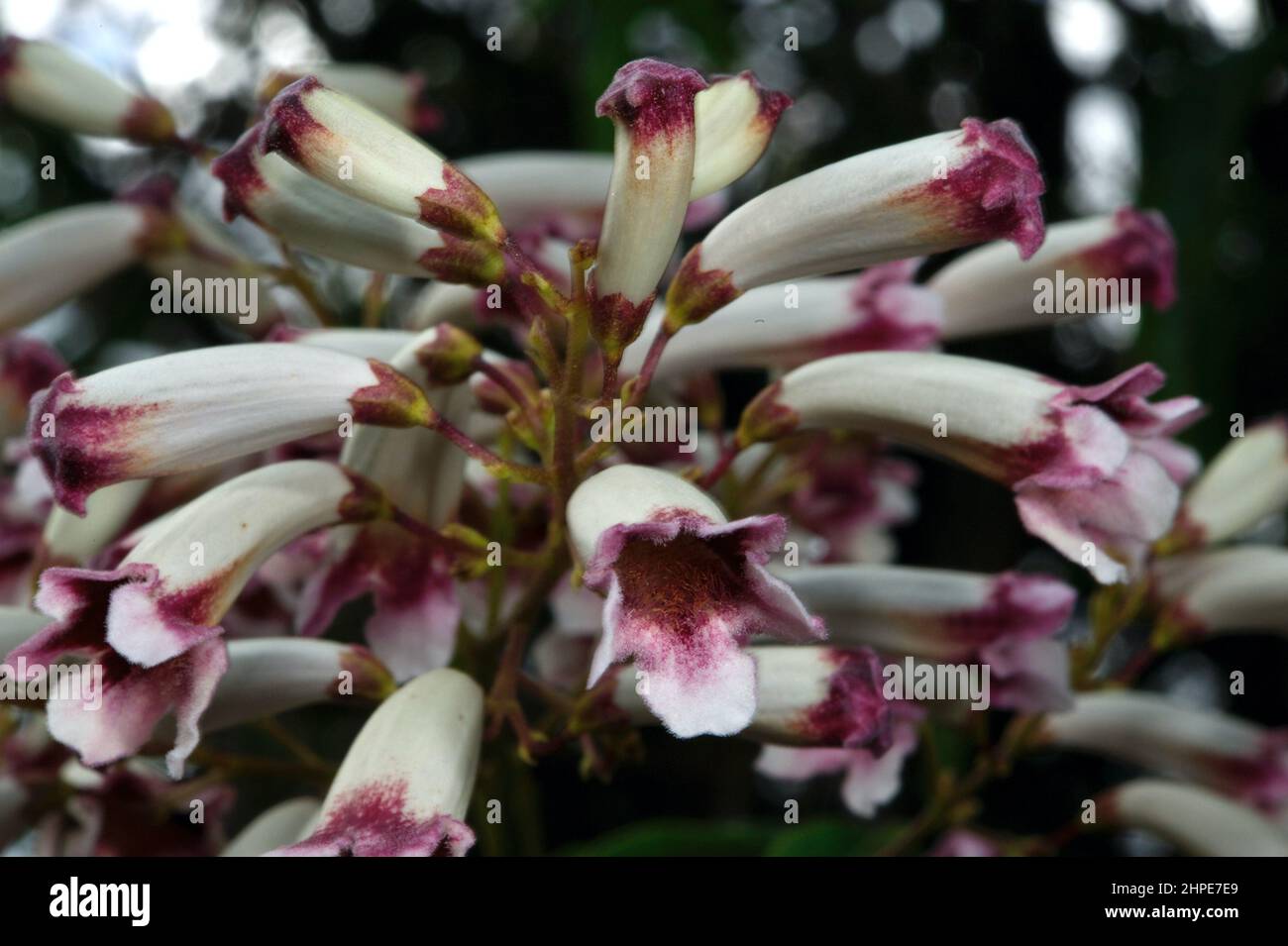 Wonga Vine (Pandorea Pandorana) is a spectacular native climber ...