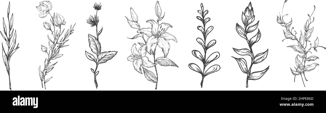 Hand Drawn Wildflowers Vector Illustrations Collection. Abstract ...