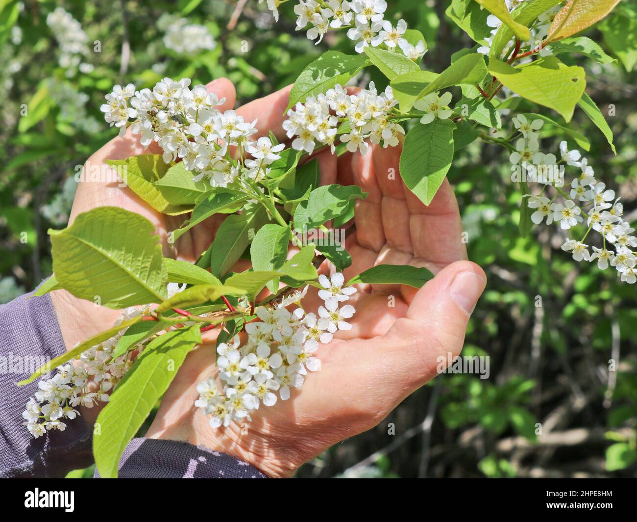 Allergen flowers hi-res stock photography and images - Alamy