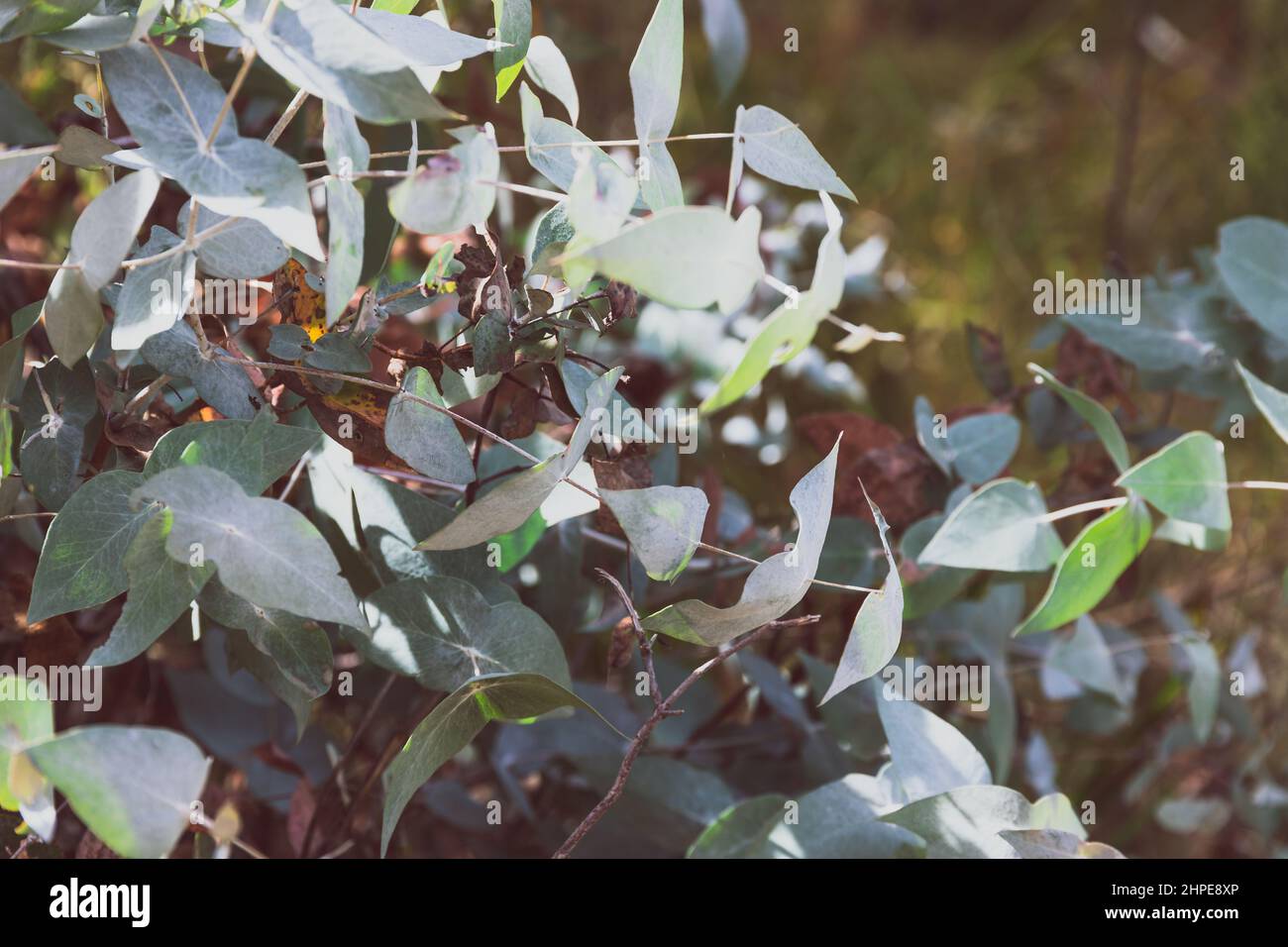 native Australian eucalyptus tree outdoor shot along a beautiful bush ...