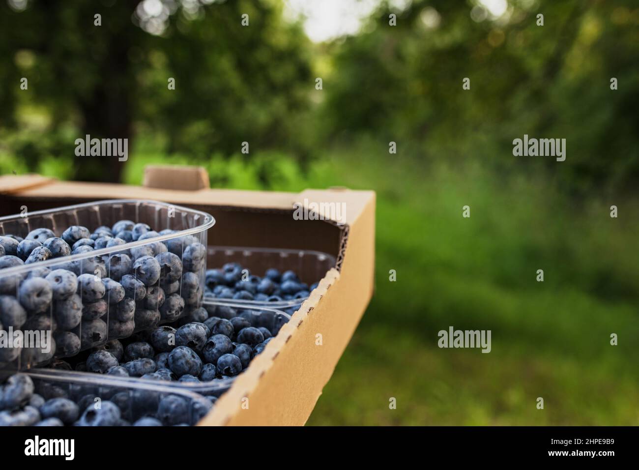 Box, crate or container with collected fresh blueberries. Berries ...