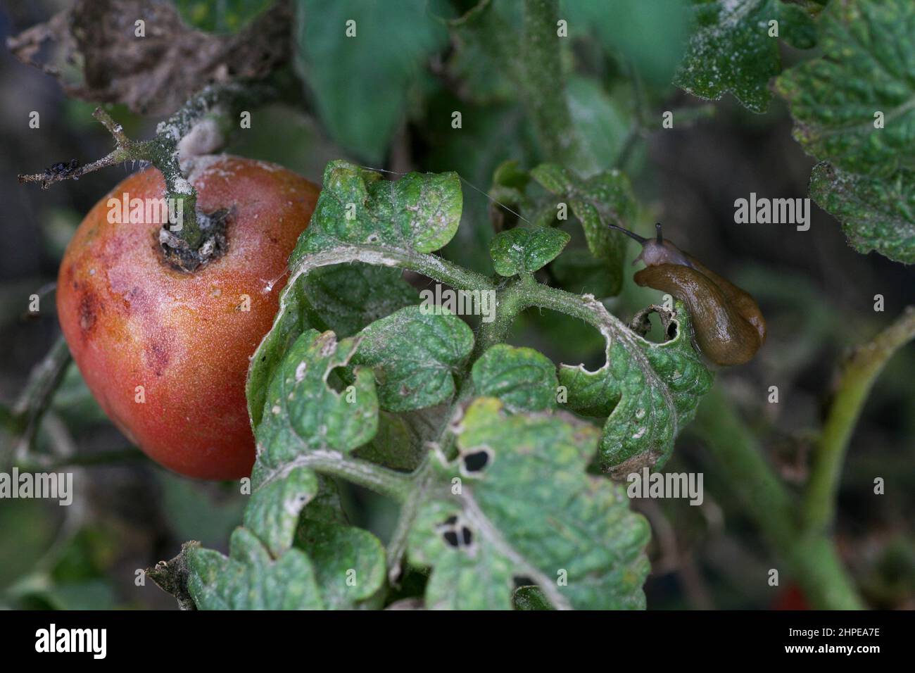 Slug damage tomato hi-res stock photography and images - Alamy