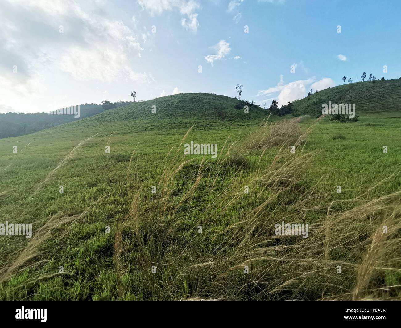 Phu Khao Ya or bald mountain grass hill for thai people and foreign ...