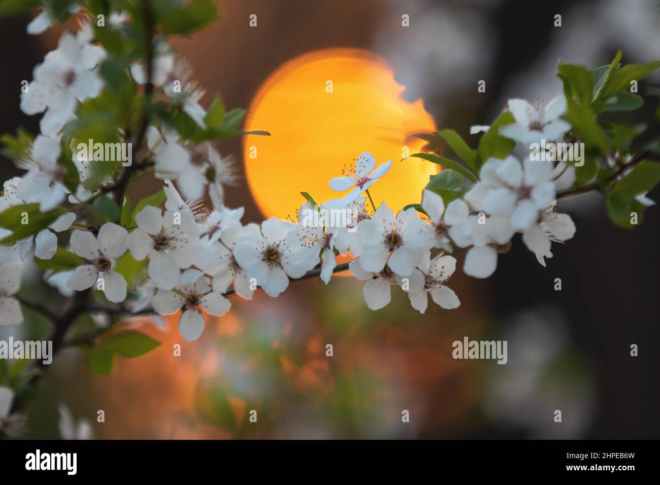 Blossom cherry pink hi-res stock photography and images - Alamy