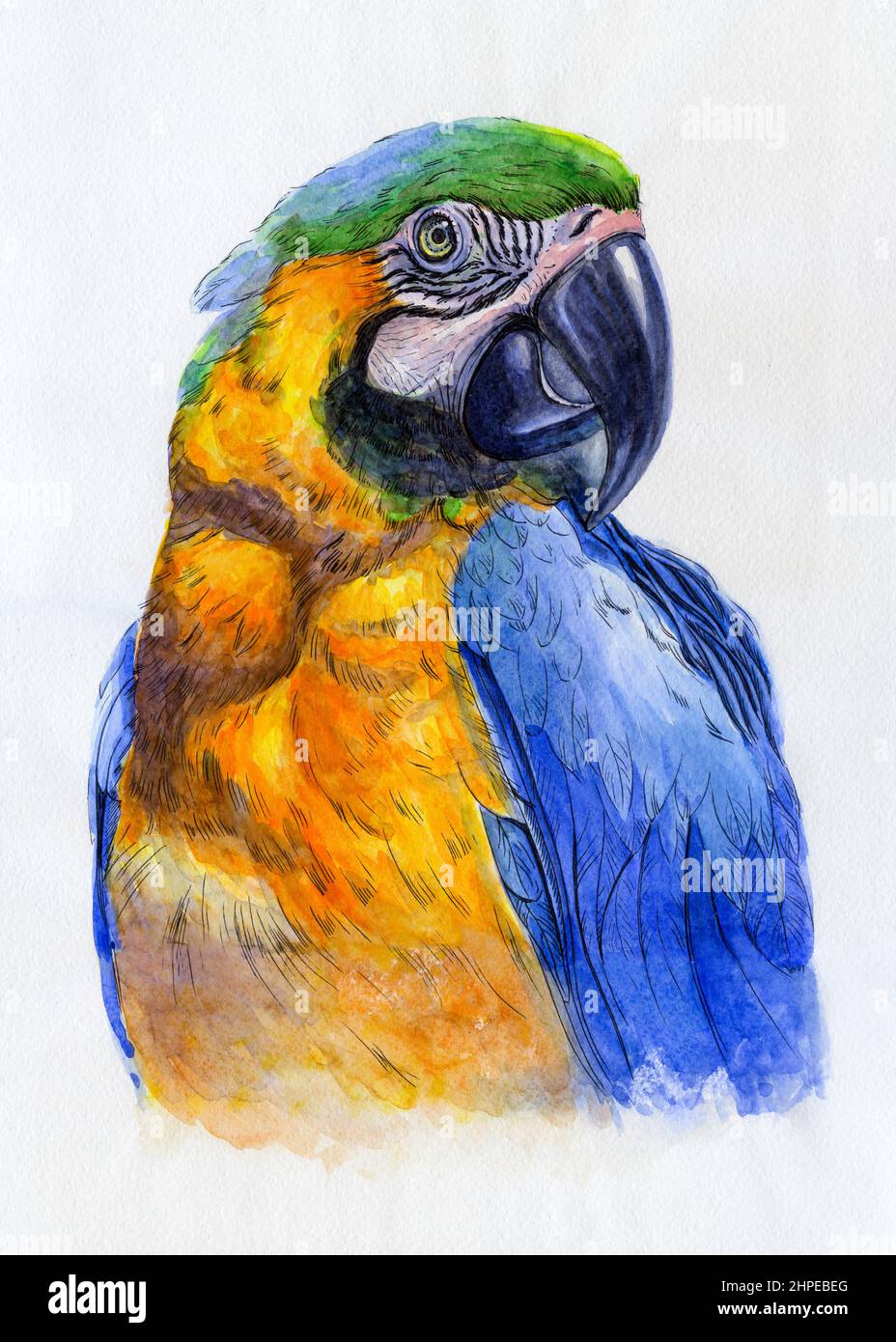 Watercolor Paintings Of Parrots