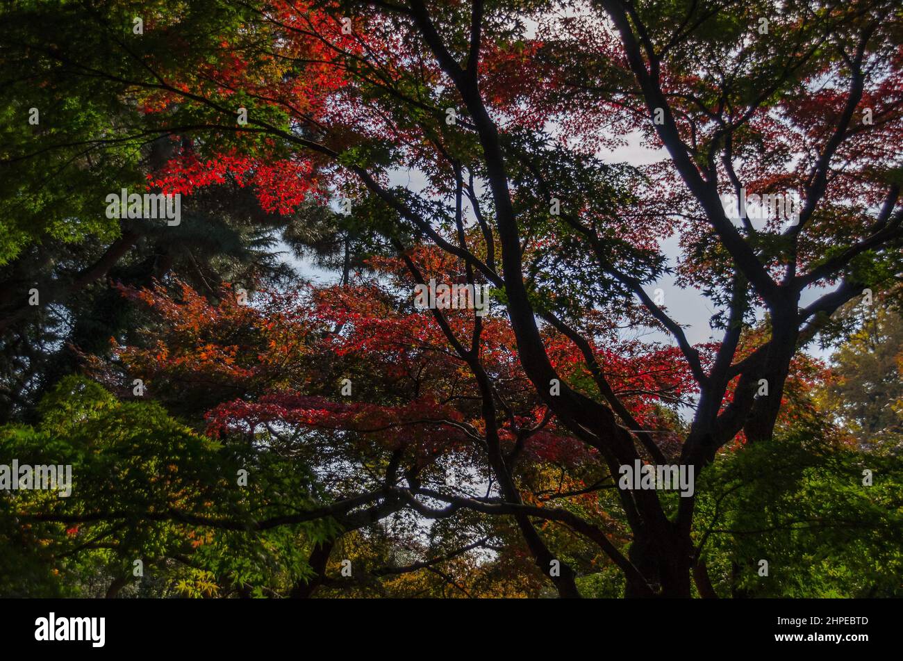 Fall red trees in Japan during Stock Photo - Alamy