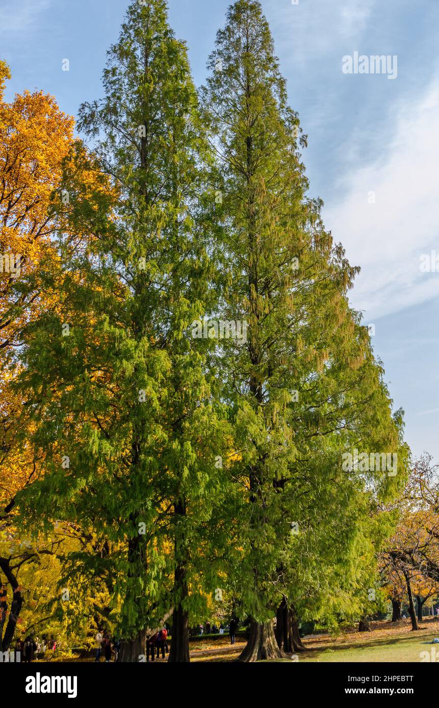 Fall red trees in Japan during Stock Photo - Alamy