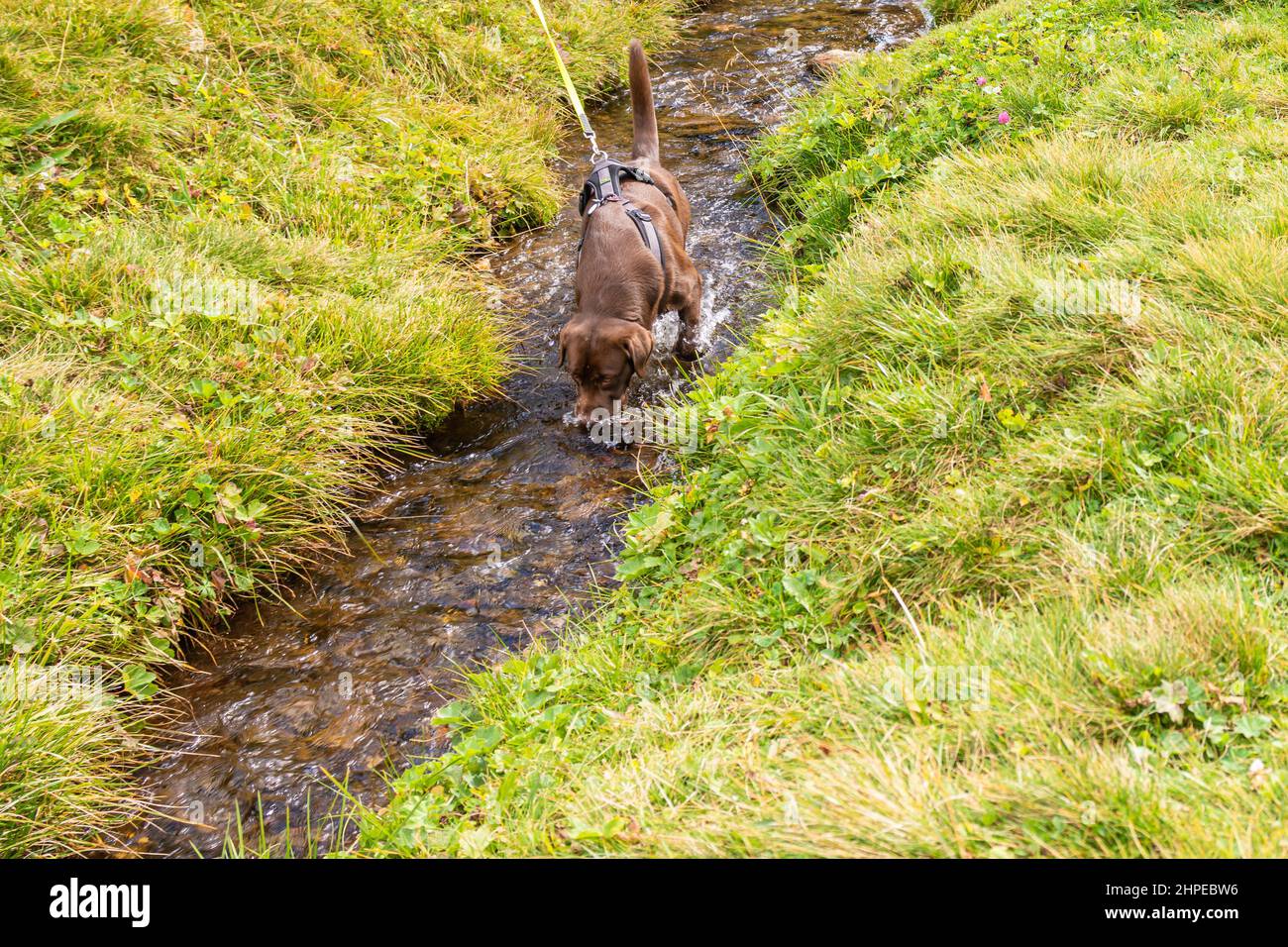 Young brown Labrador drinking water in the narrow canal Stock Photo - Alamy