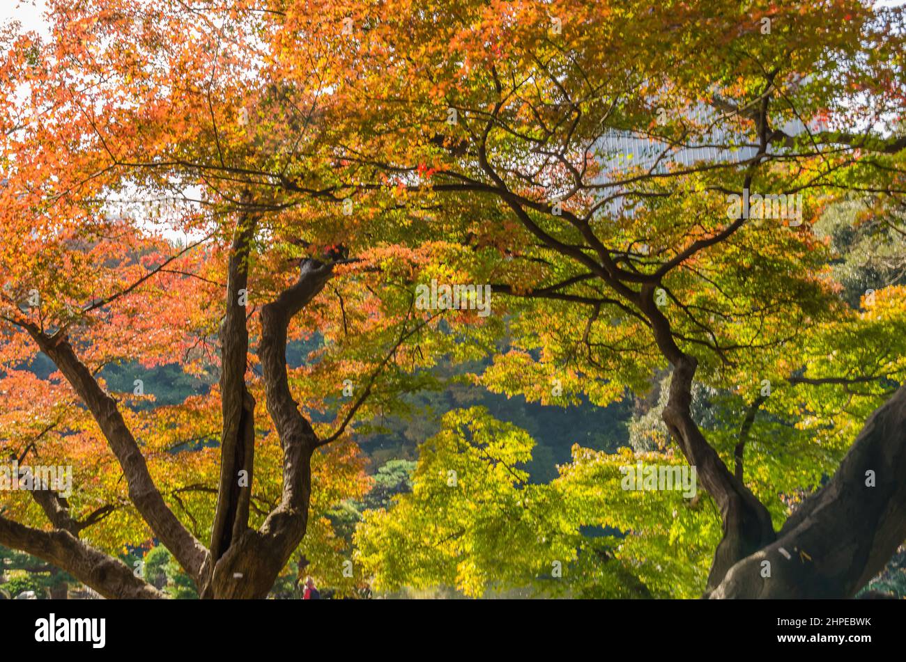 Fall red trees in Japan during Stock Photo - Alamy