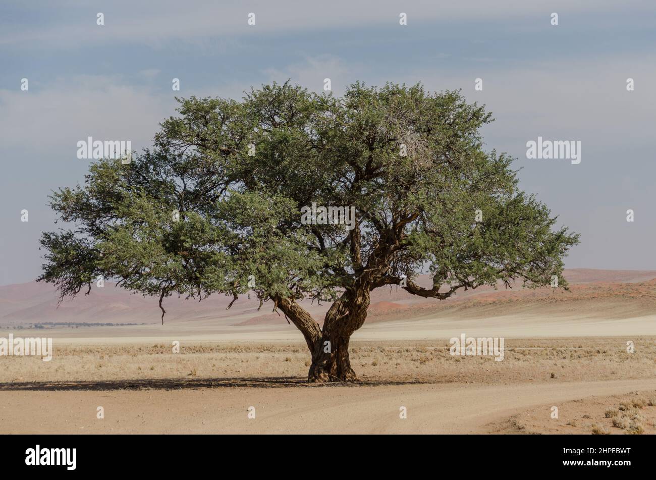 Huge tree in a deserted area Stock Photo - Alamy