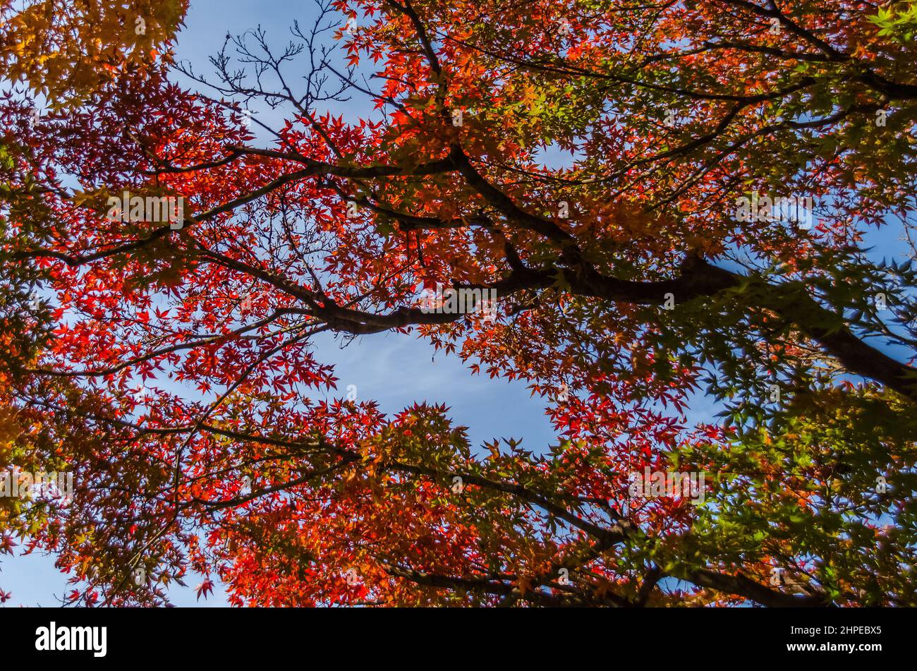 Fall red trees in Japan during Stock Photo - Alamy