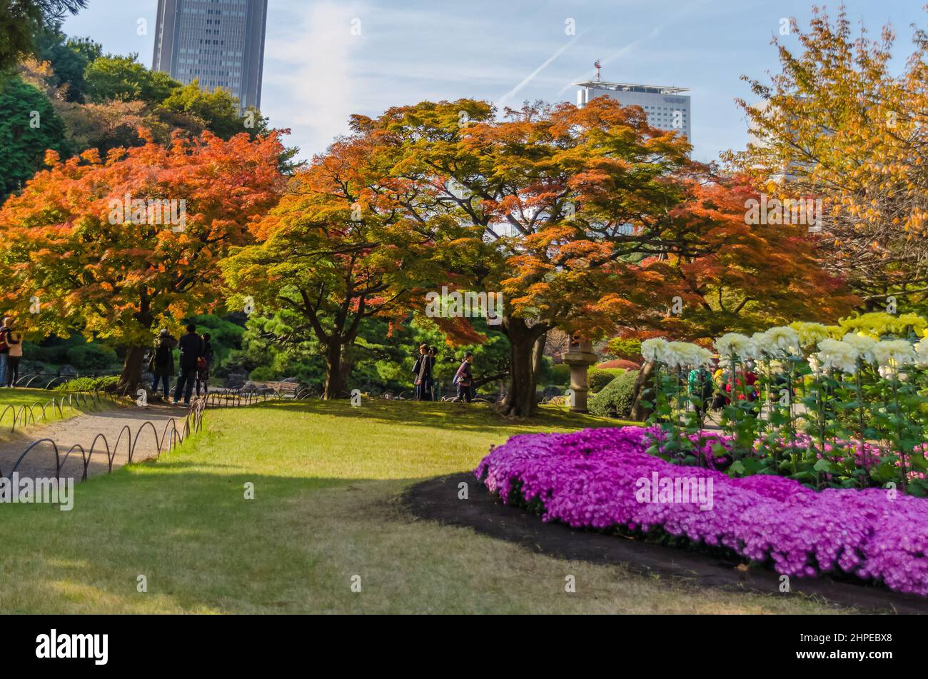 Fall red trees in Japan during Stock Photo - Alamy