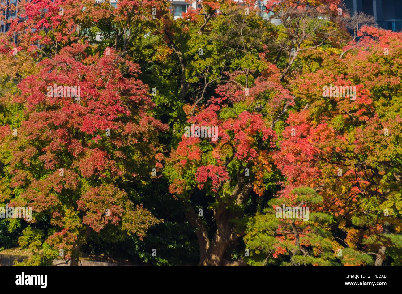 Fall red trees in Japan during Stock Photo - Alamy