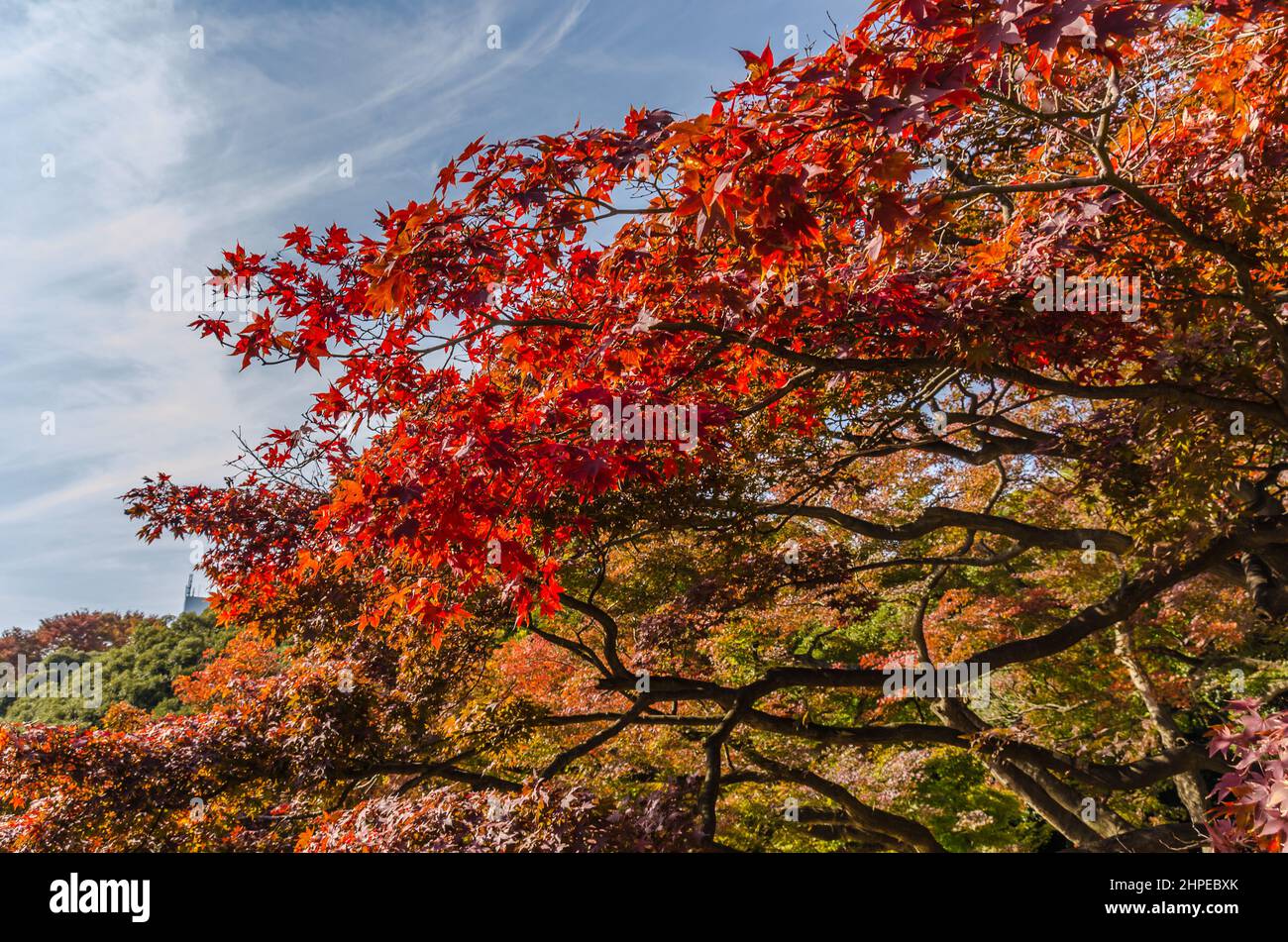 Fall red trees in Japan during Stock Photo - Alamy