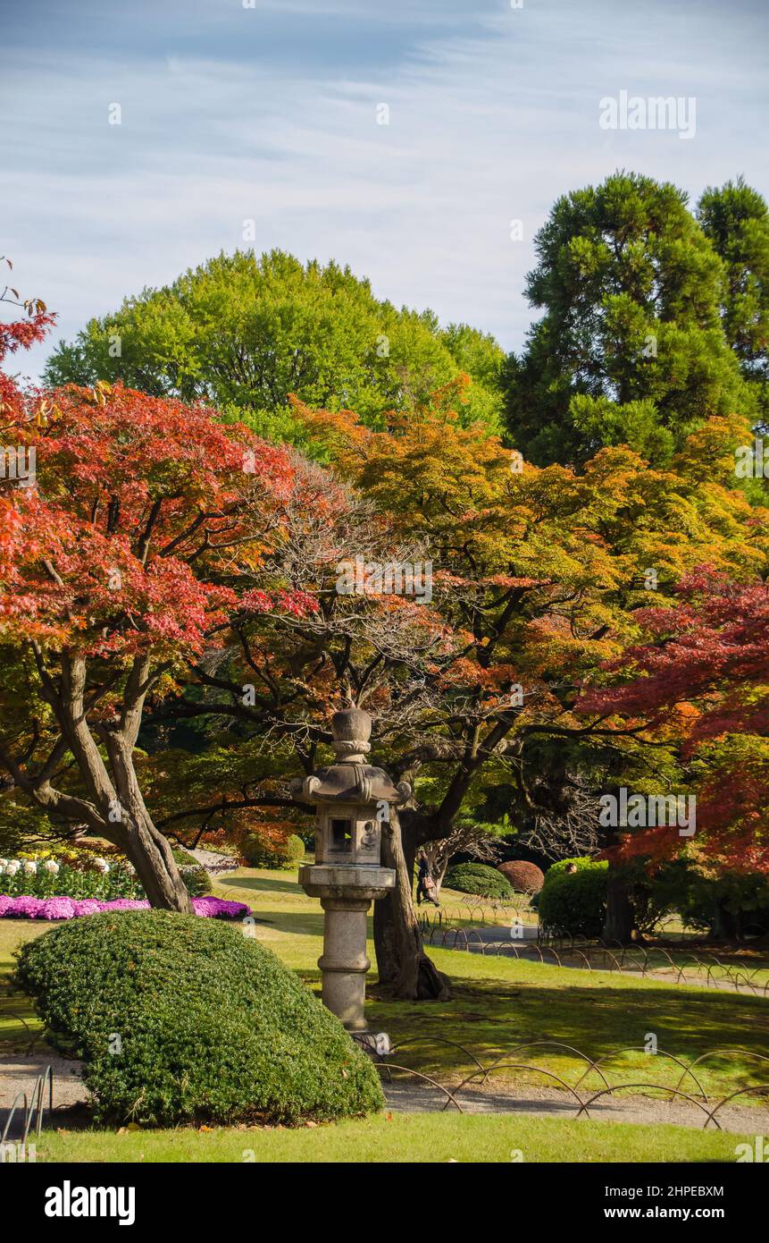Fall red trees in Japan during Stock Photo - Alamy