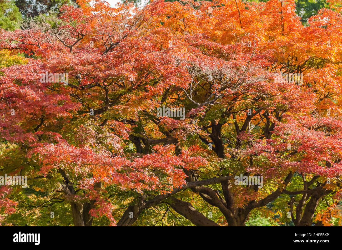 Fall red trees in Japan during Stock Photo - Alamy