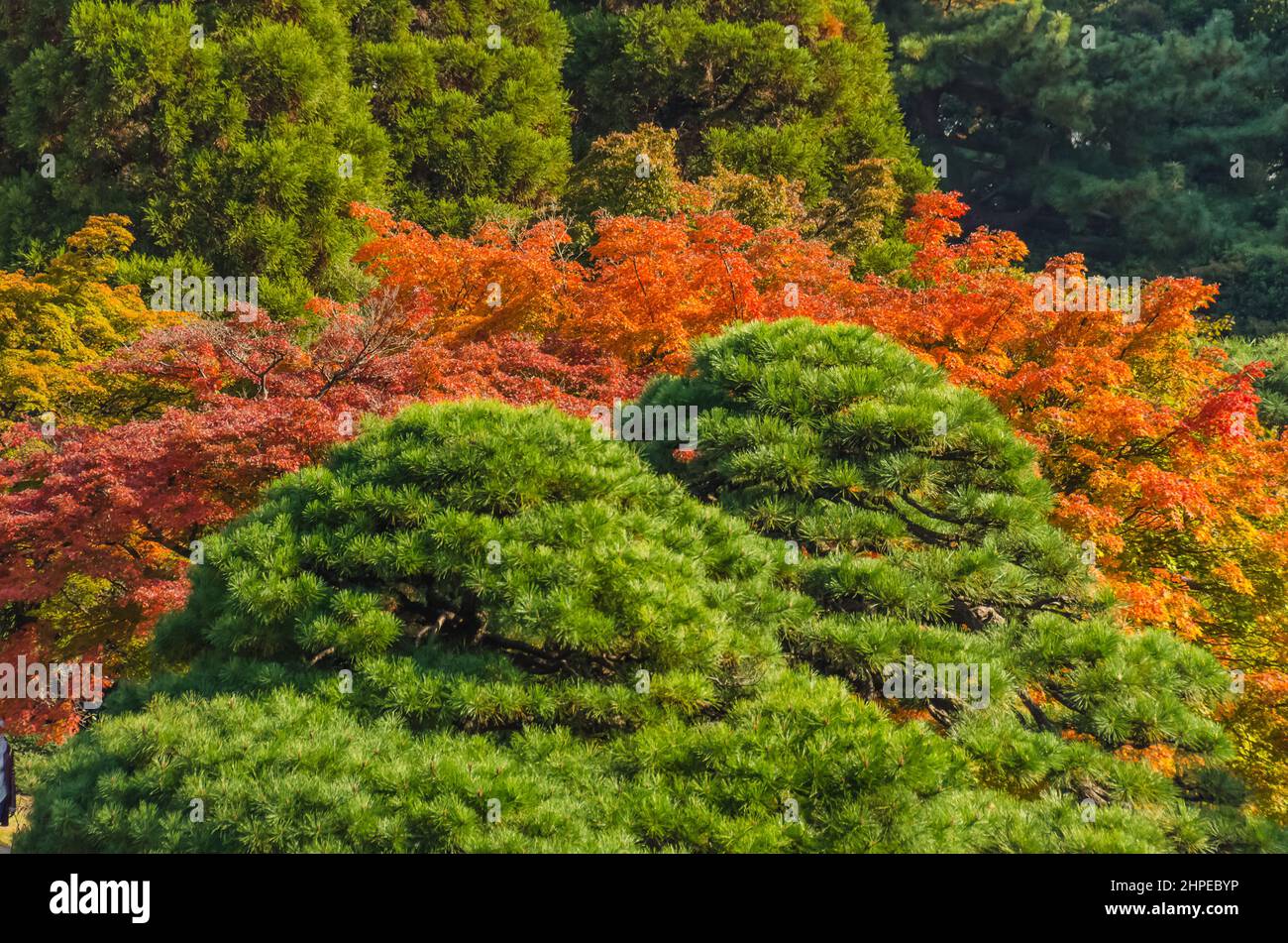 Fall red trees in Japan during Stock Photo - Alamy