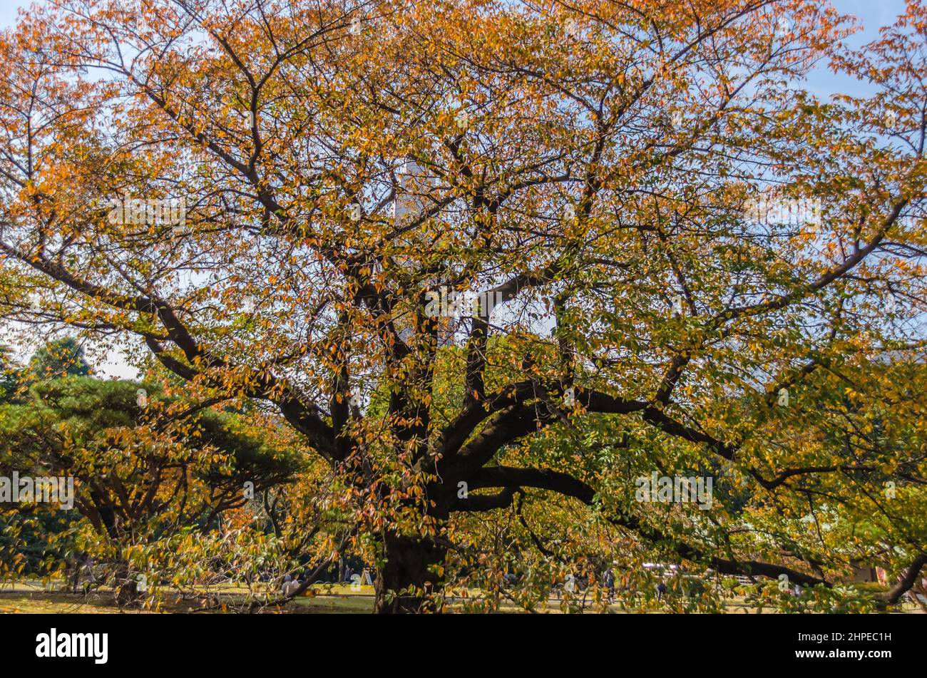 Fall red trees in Japan during Stock Photo - Alamy
