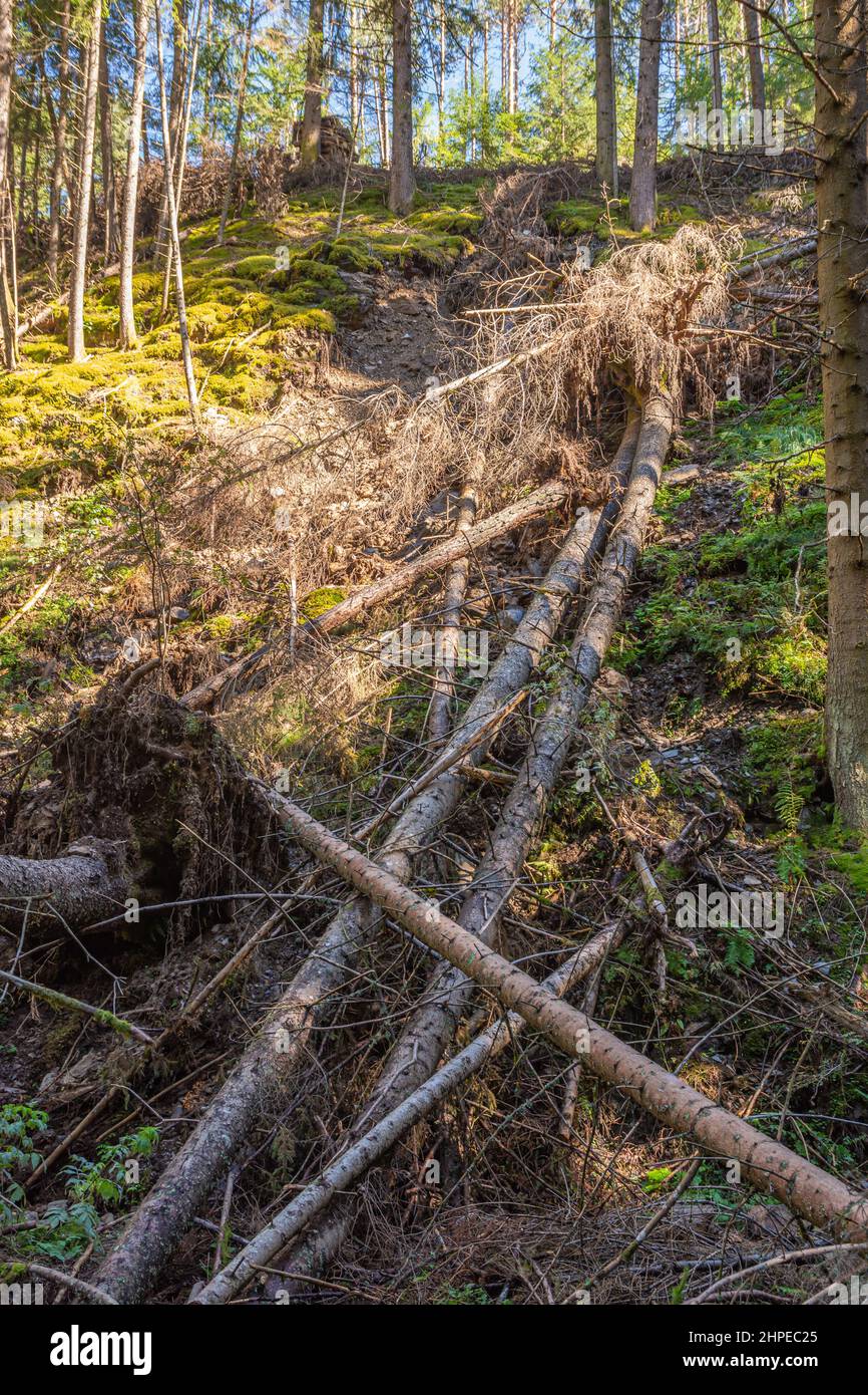 Vertical picture of old fallen trees in a forest of South Tirol Stock ...