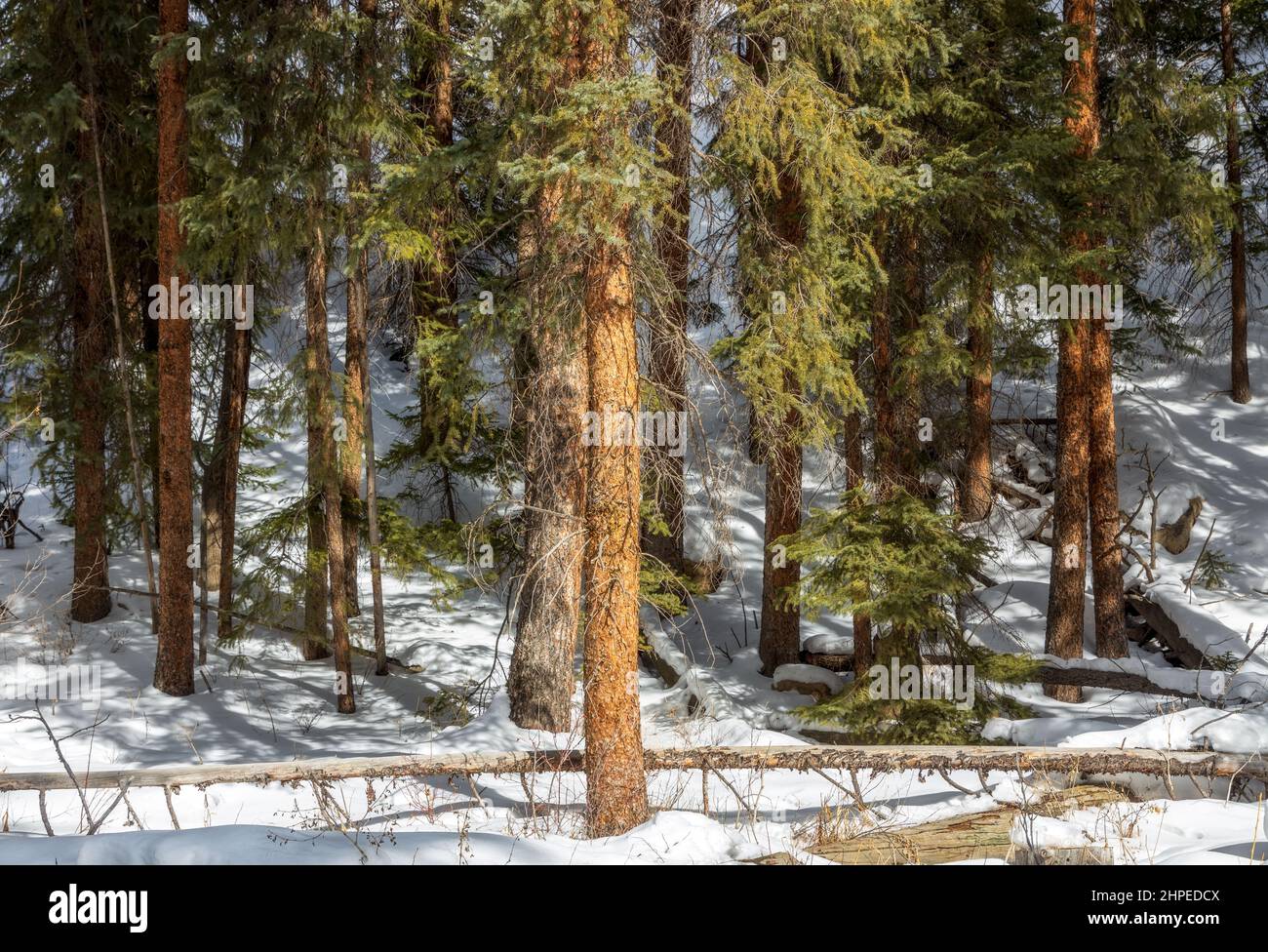 The Natural Beauty of Winter in Fraser, Colorado. Fraser River Trail ...