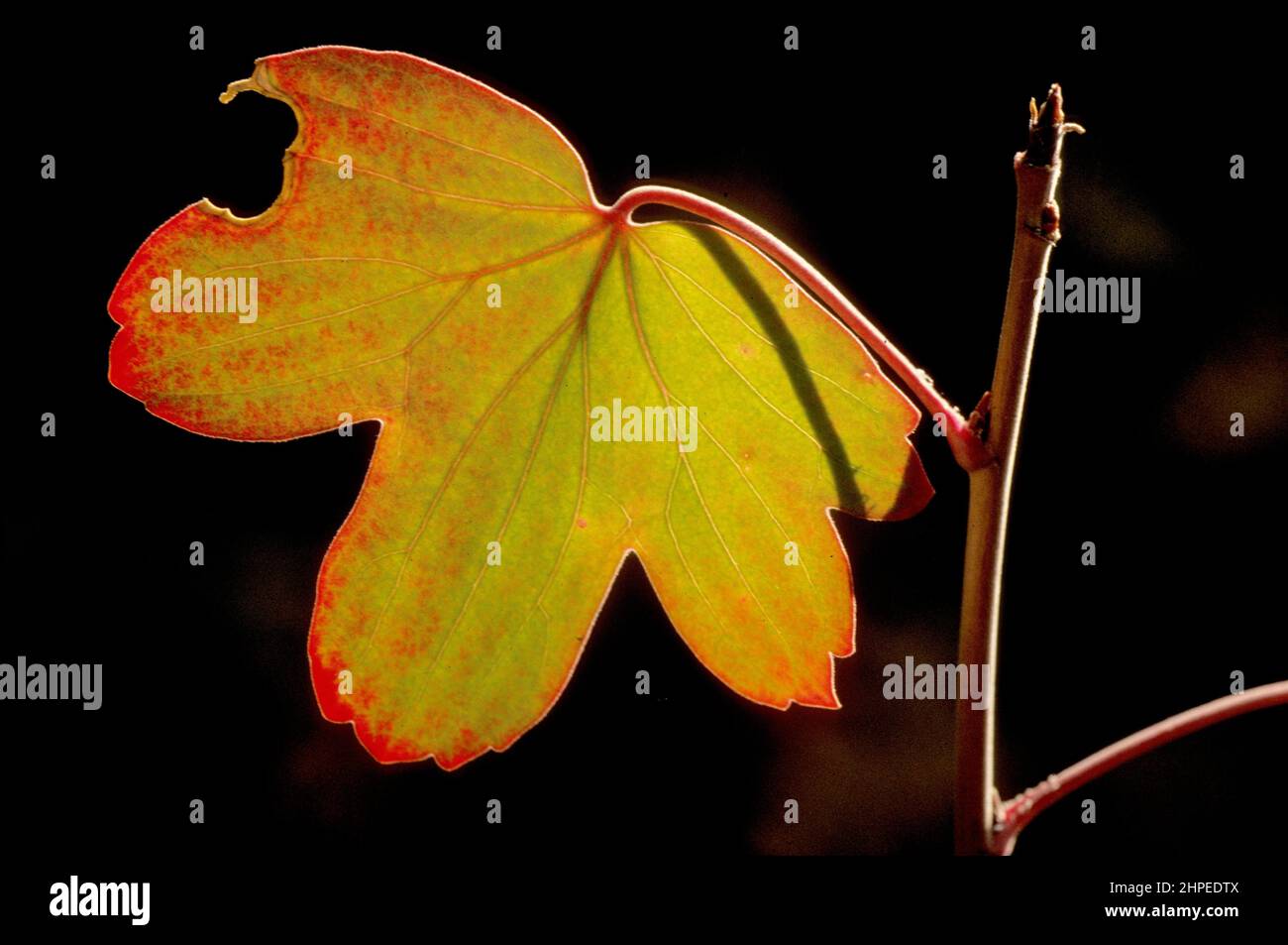 Ribes aureum hi-res stock photography and images - Alamy