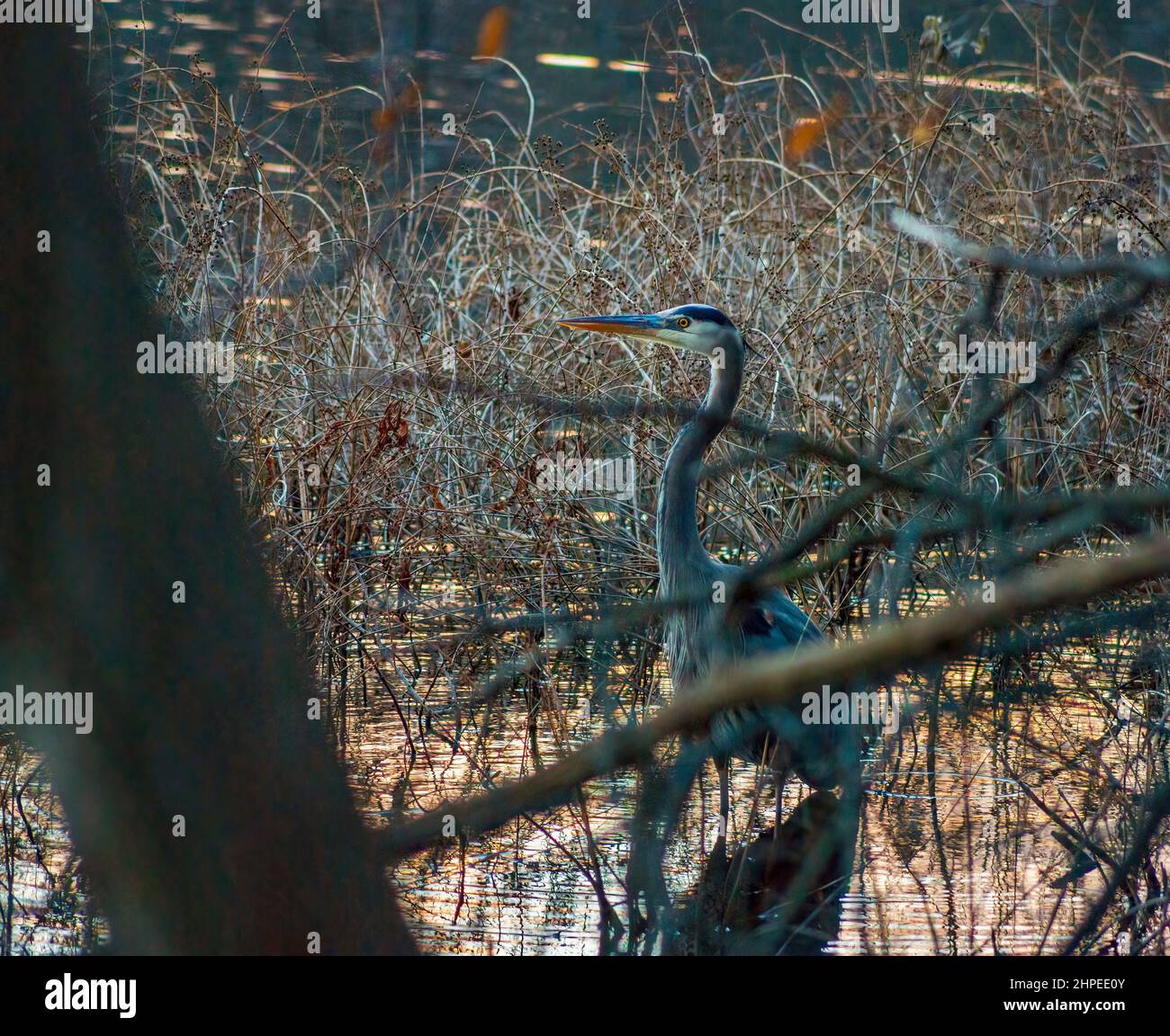 Ponds birding hi-res stock photography and images - Alamy