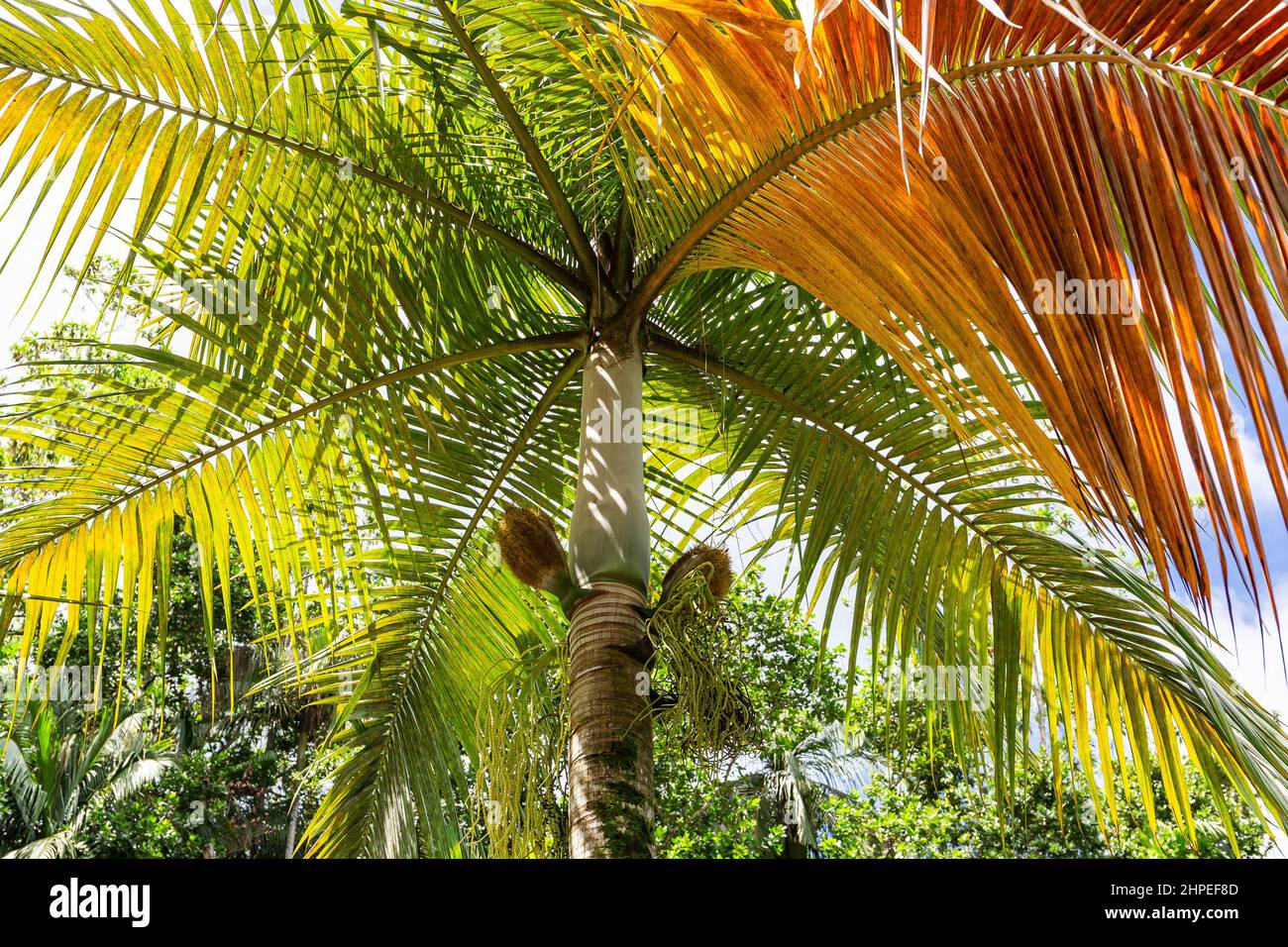 Palmiste hi-res stock photography and images - Alamy