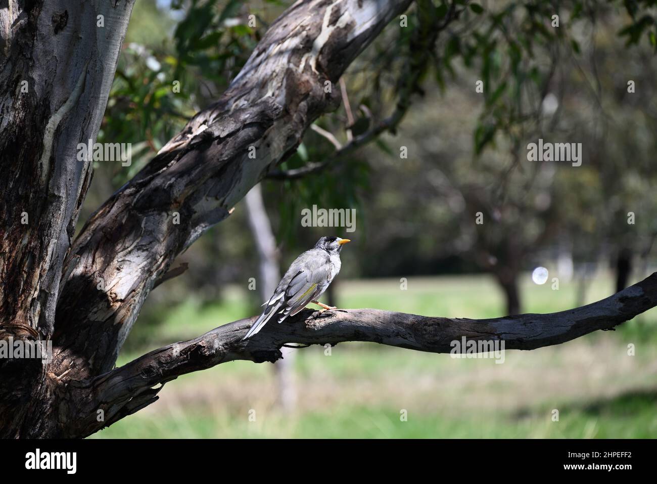 Tail grasping hi-res stock photography and images - Alamy