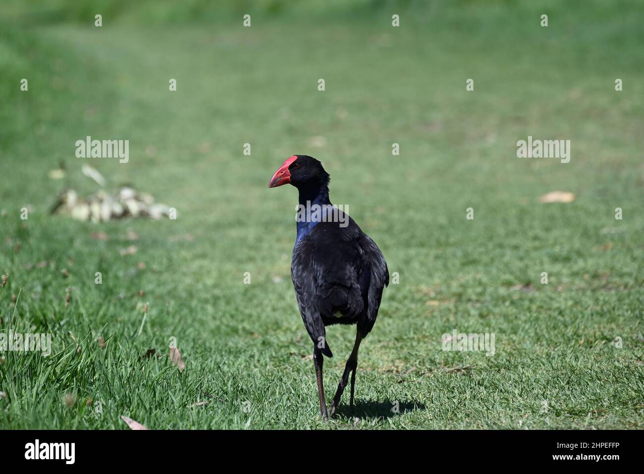 Purple swamphen, or pukeko, from behind, as it looks over its shoulder ...