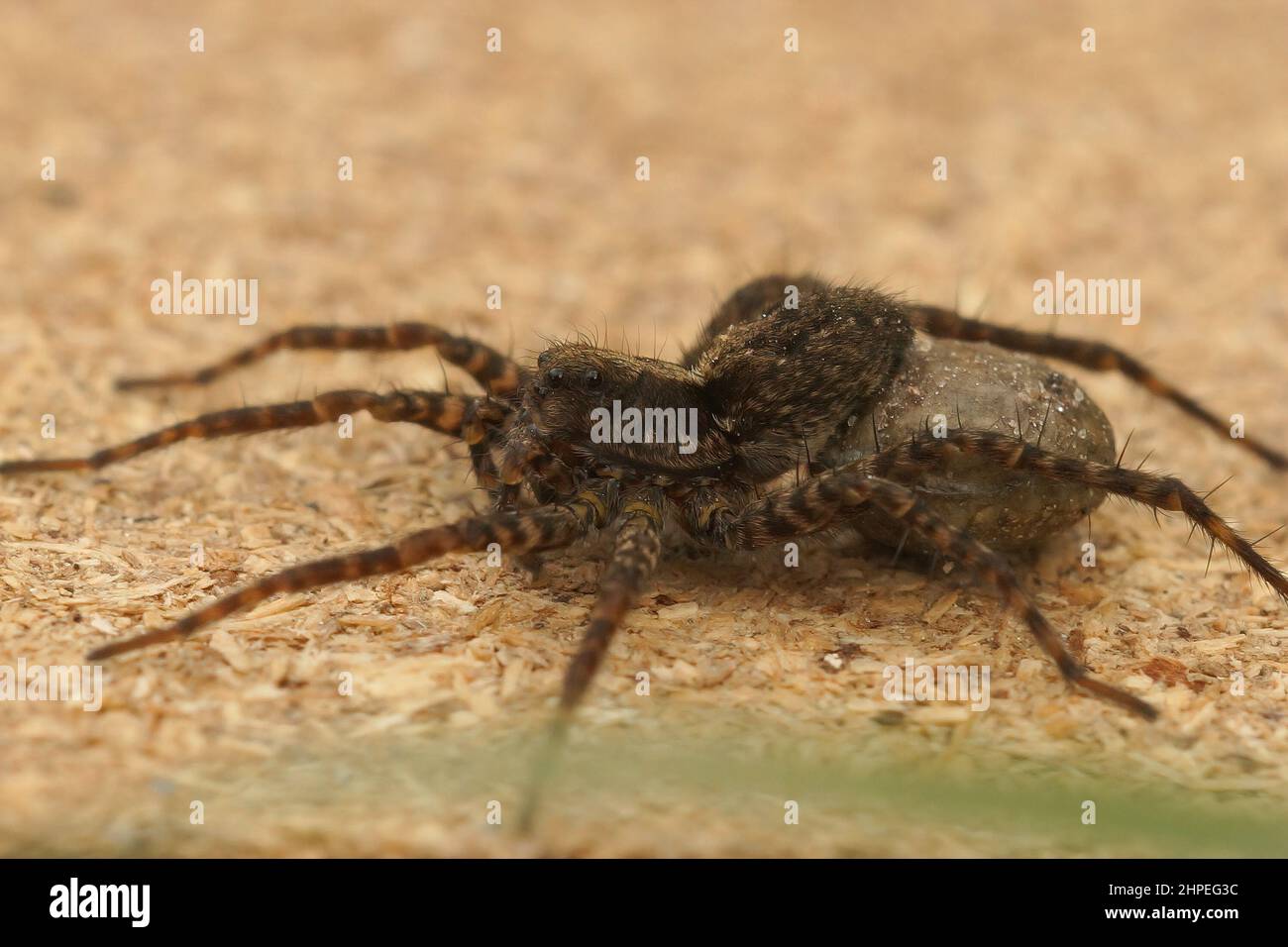 Closeup on a female wolf spider, Pardosa, dragging her eggs behind her ...