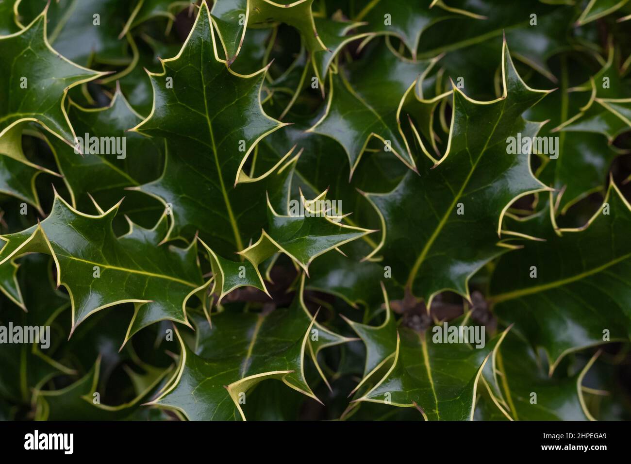 Evergreen holly shrub tree hi-res stock photography and images - Alamy