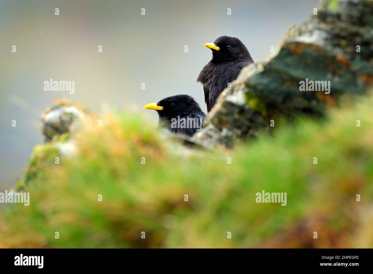 Two hidden Alpine Chough, Pyrrhocorax graculus, black bird sitting on ...