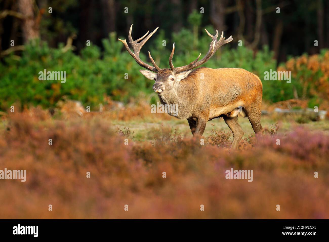 Red deer, rutting season, Netherlands. Big animal in forest habitat ...