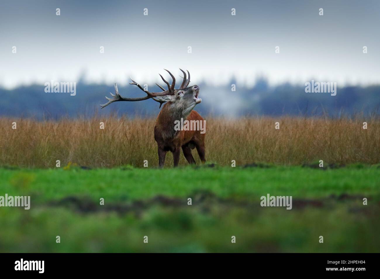 Red deer, rutting season, Hoge Veluwe, Netherlands. Deer stag, majestic ...