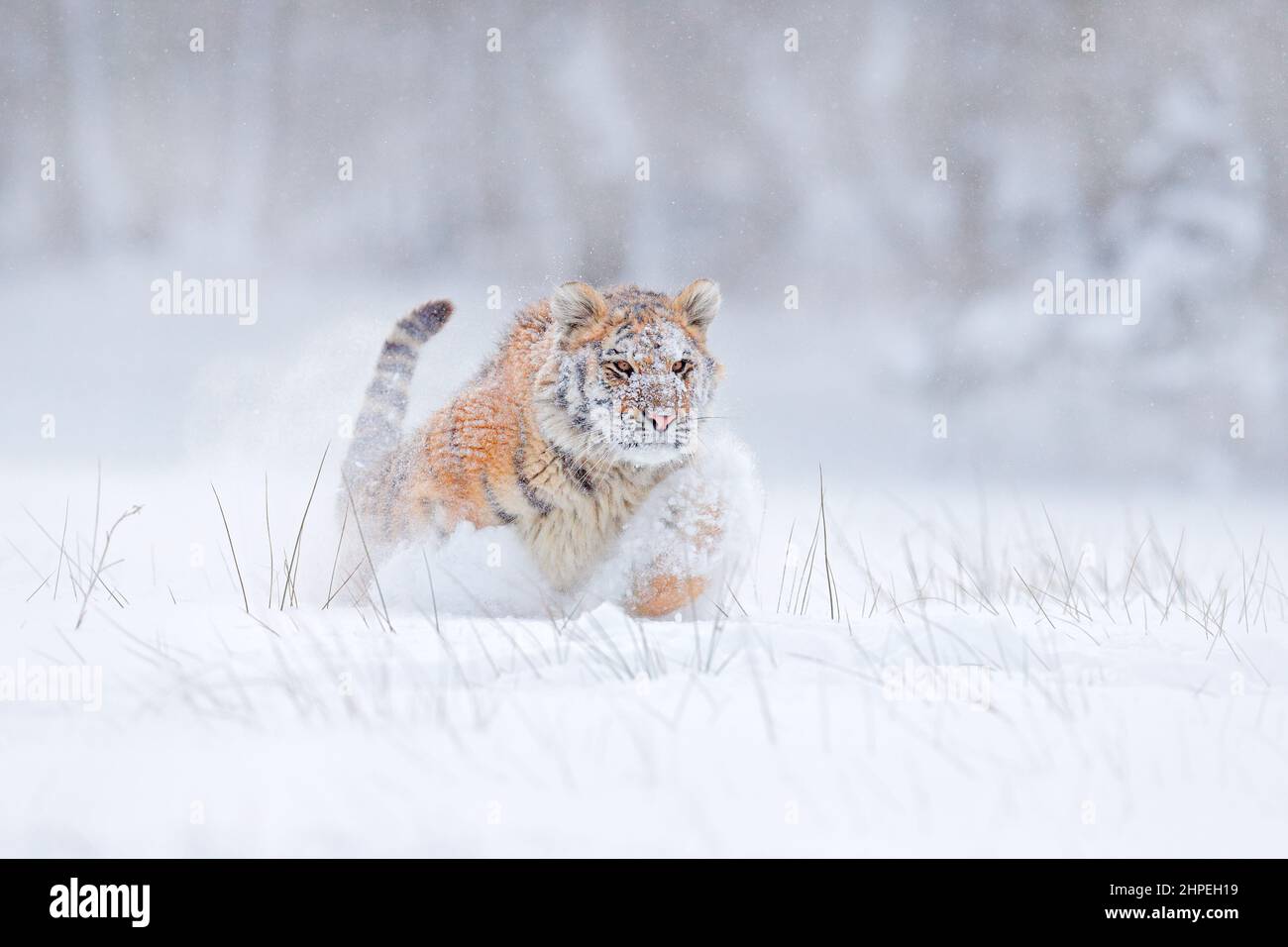 Tiger snow run in wild winter nature. Siberian tiger, Panthera tigris altaica. Action wildlife ...
