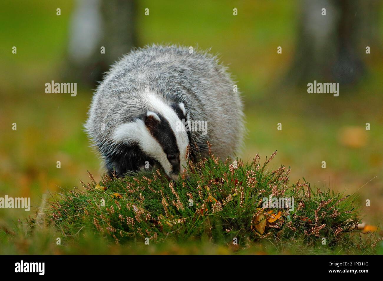 Badger in the forest. Hidden in bushes of cranberries. Nice wood in the ...