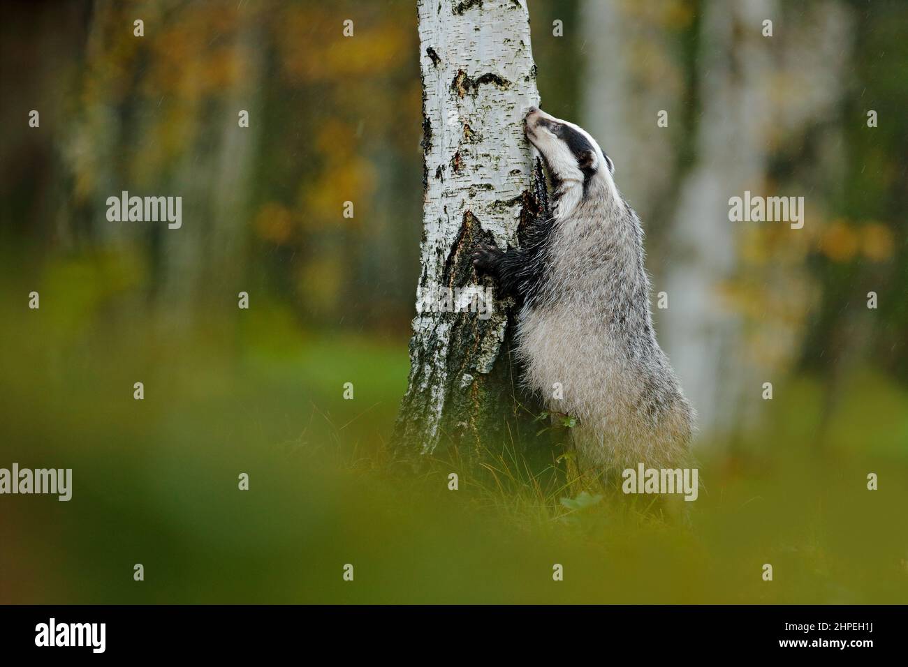 Badger in the forest. Hidden in bushes of cranberries. Nice wood in the ...